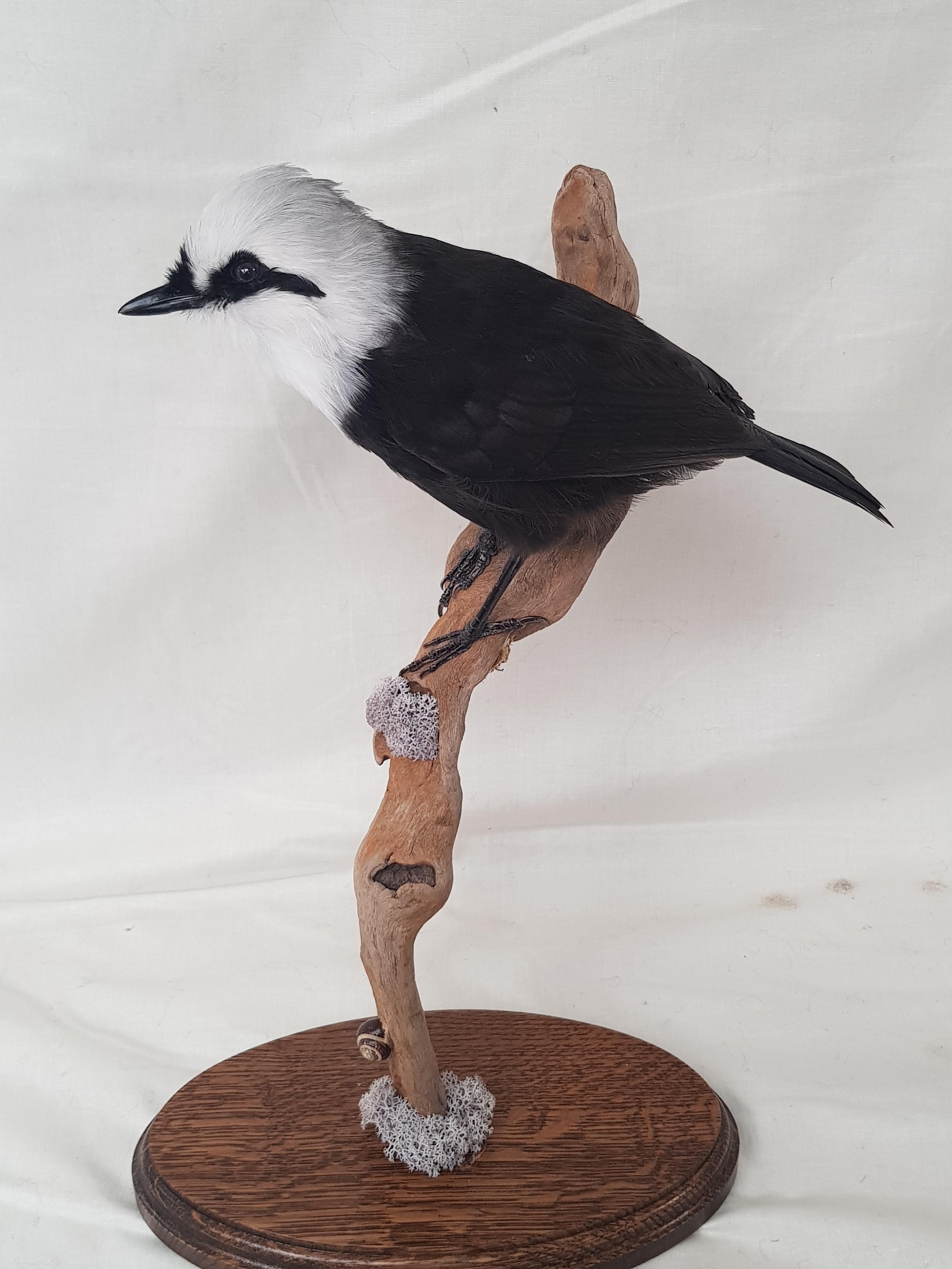 Foreign Birds | Hanson Bird Taxidermy
