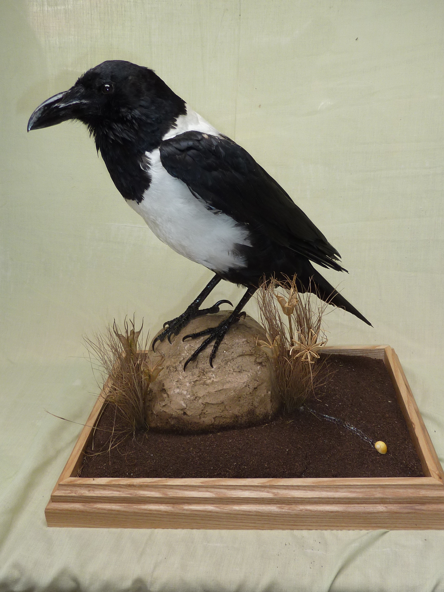 Other | Hanson Bird Taxidermy