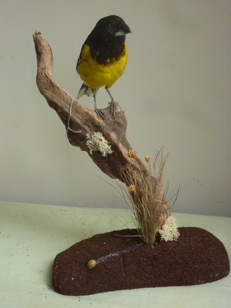 Other | Hanson Bird Taxidermy