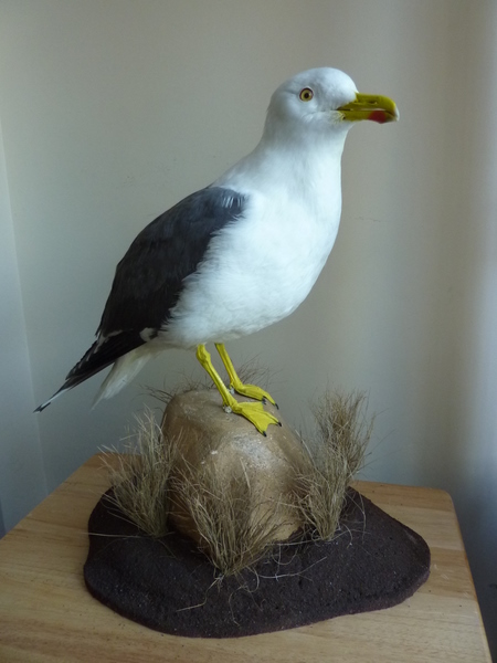Other | Hanson Bird Taxidermy