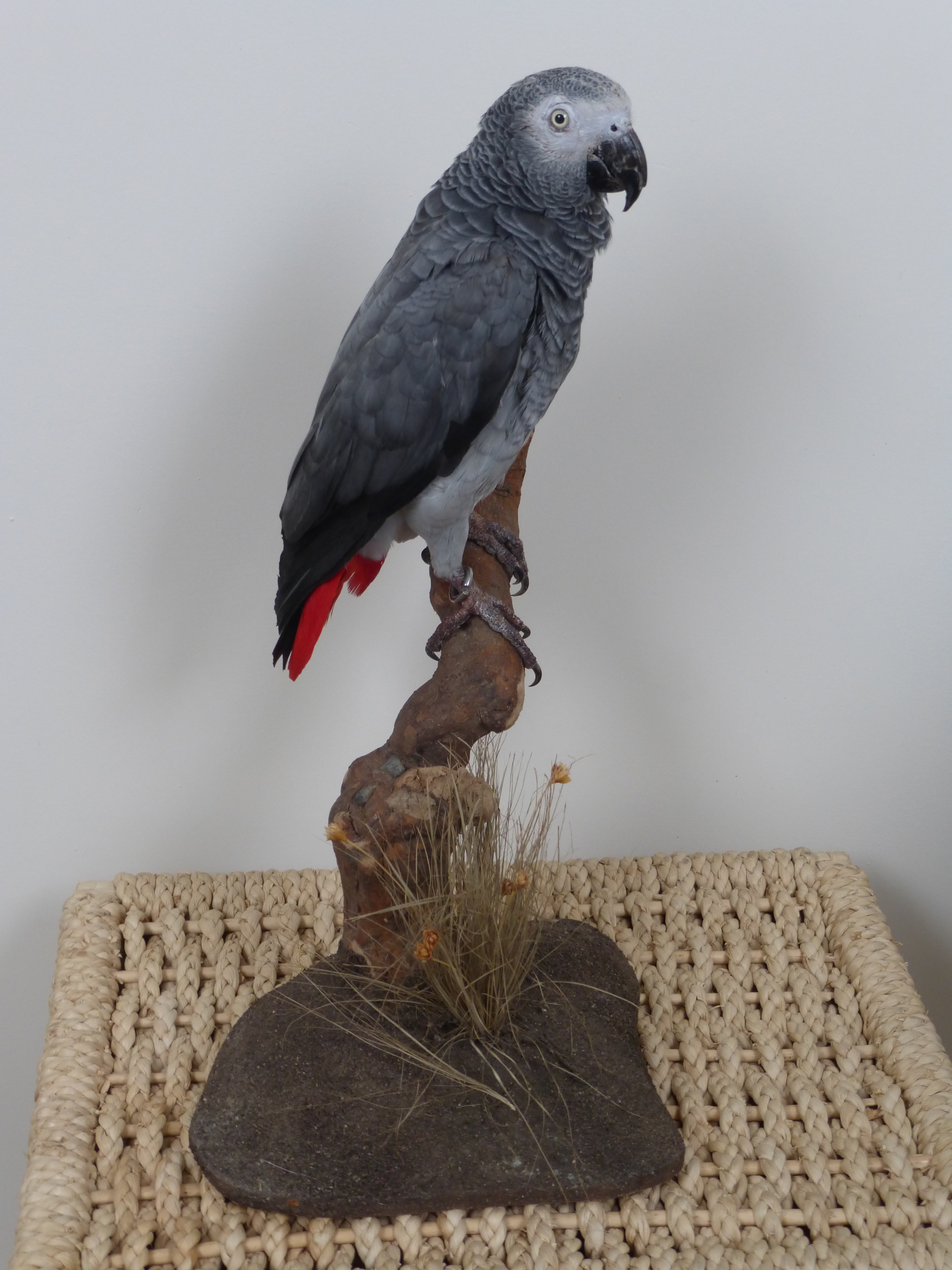 Parrots | Hanson Bird Taxidermy
