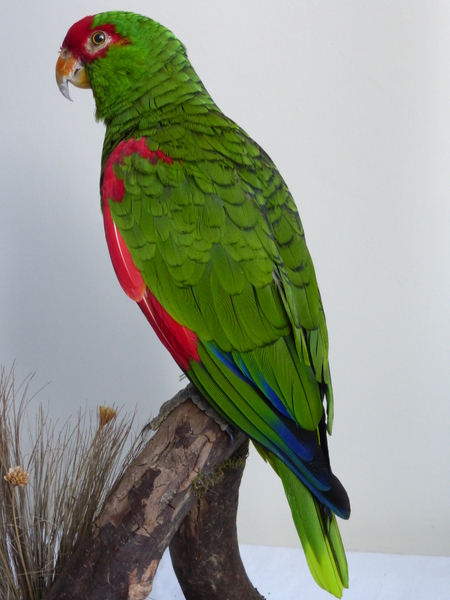 Parrots | Hanson Bird Taxidermy