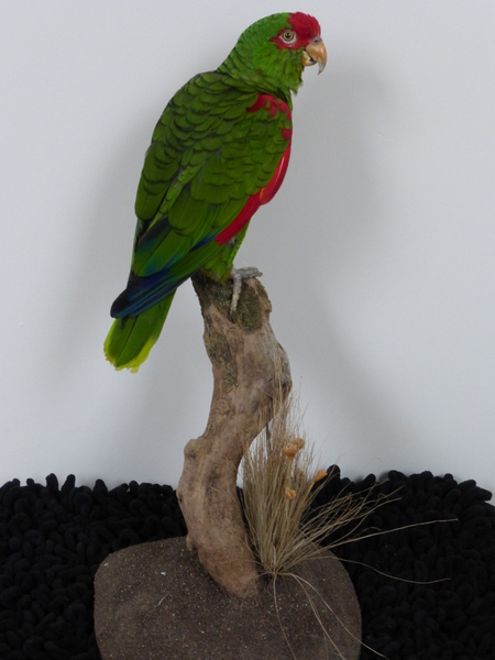 Parrots | Hanson Bird Taxidermy