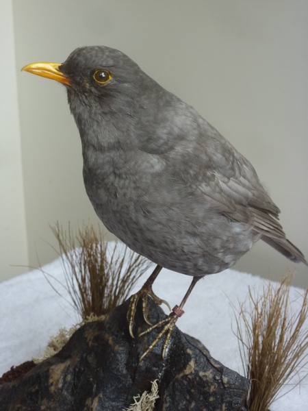 Other | Hanson Bird Taxidermy