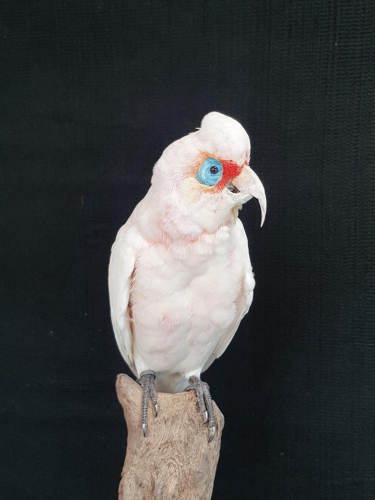 Long Billed Corella | Hanson Bird Taxidermy