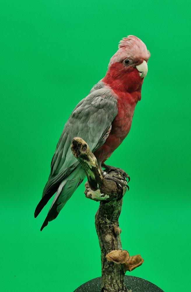 Galah | Hanson Bird Taxidermy