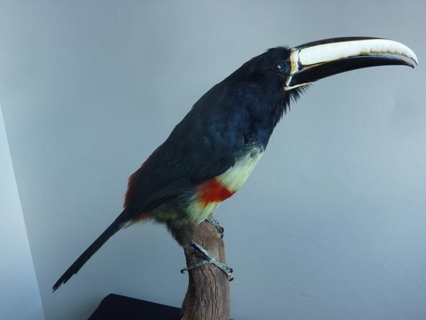 Black Necked Aracari | Hanson Bird Taxidermy