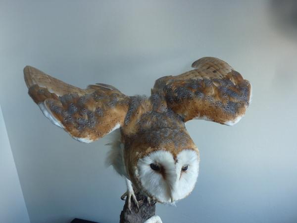 Barn Owl & A10 | Hanson Bird Taxidermy