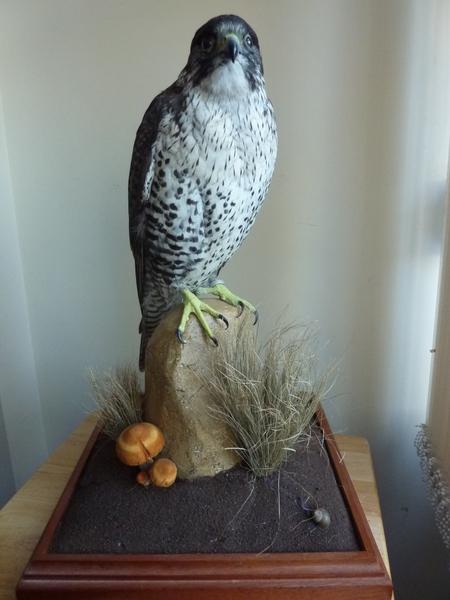 Gyr Falcon | Hanson Bird Taxidermy