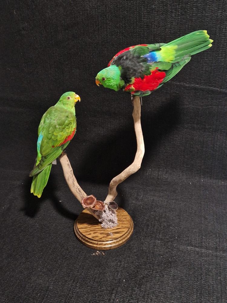 Crimson Wing Parrots | Hanson Bird Taxidermy