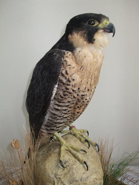 Peregrine Falcon | Hanson Bird Taxidermy