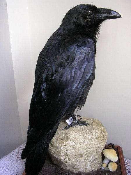 Raven | Hanson Bird Taxidermy