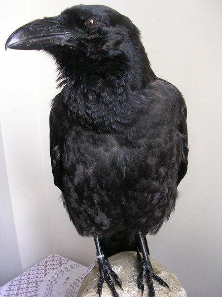 Raven | Hanson Bird Taxidermy