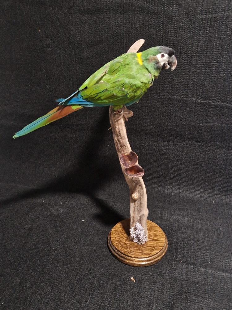 Yellow Collared Macaw | Hanson Bird Taxidermy