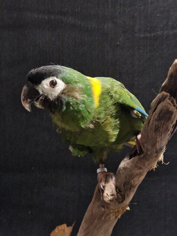Yellow Collared Macaw | Hanson Bird Taxidermy