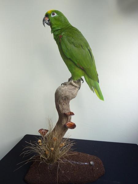 Yellow Crowned Amazon | Hanson Bird Taxidermy