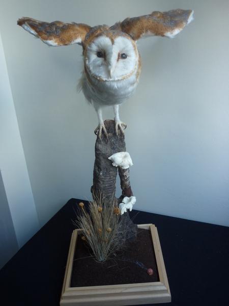 Barn Owl & A10 | Hanson Bird Taxidermy