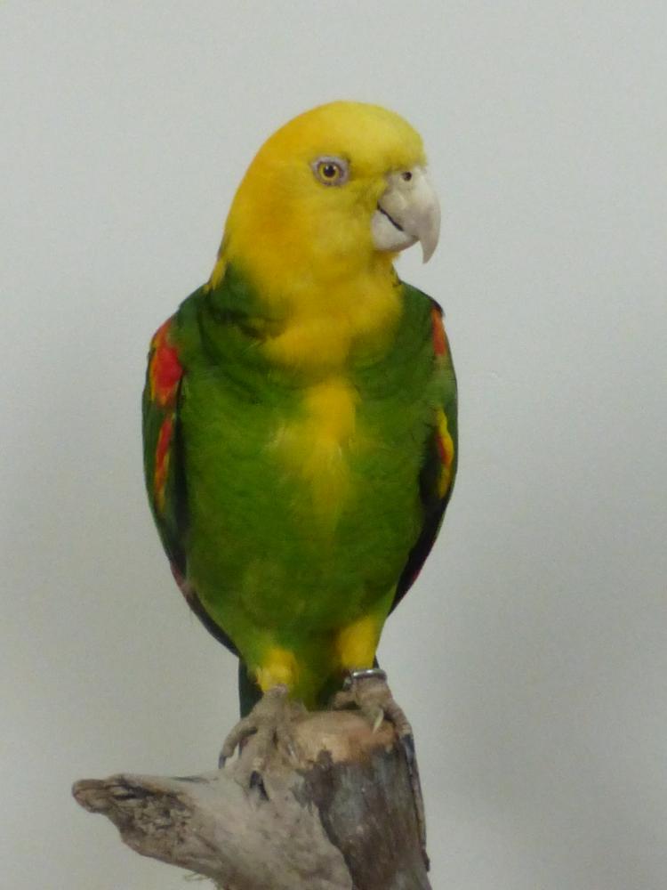 Parrots | Hanson Bird Taxidermy